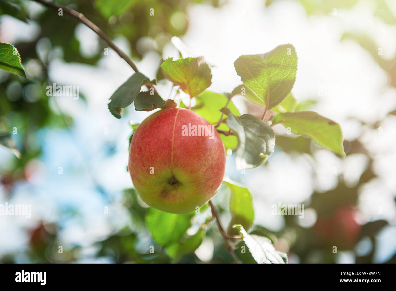 Apple tree with apples Stock Photo - Alamy