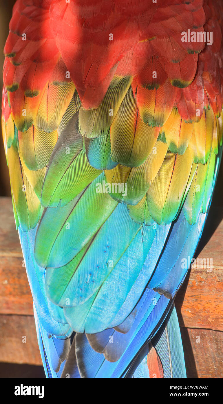 Colorful feathers of a scarlet macaw at the Tambopata Research Center ...