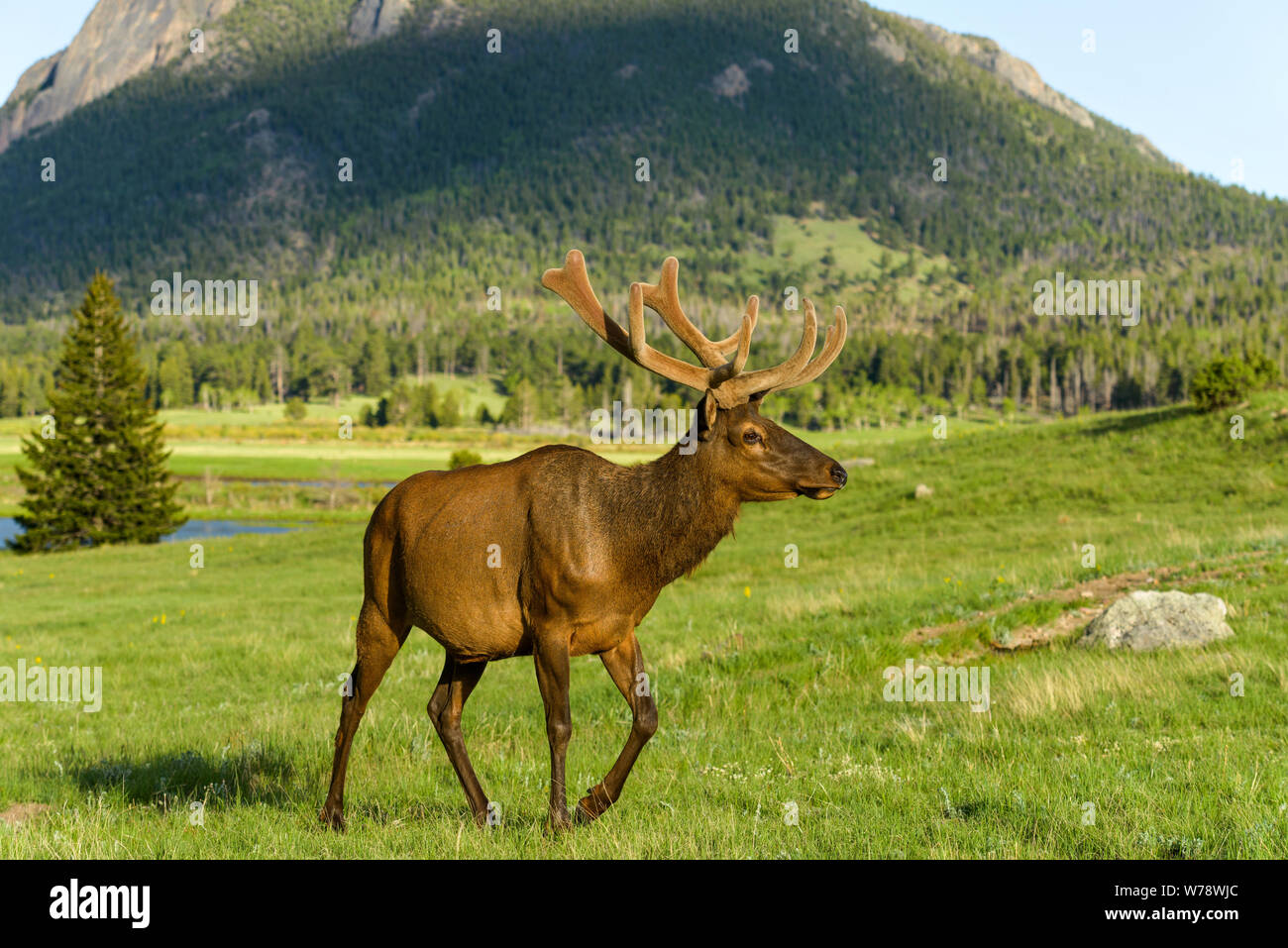 Bull Elk on Mountain Meadow - A bull elk walking in evening sunlight on ...