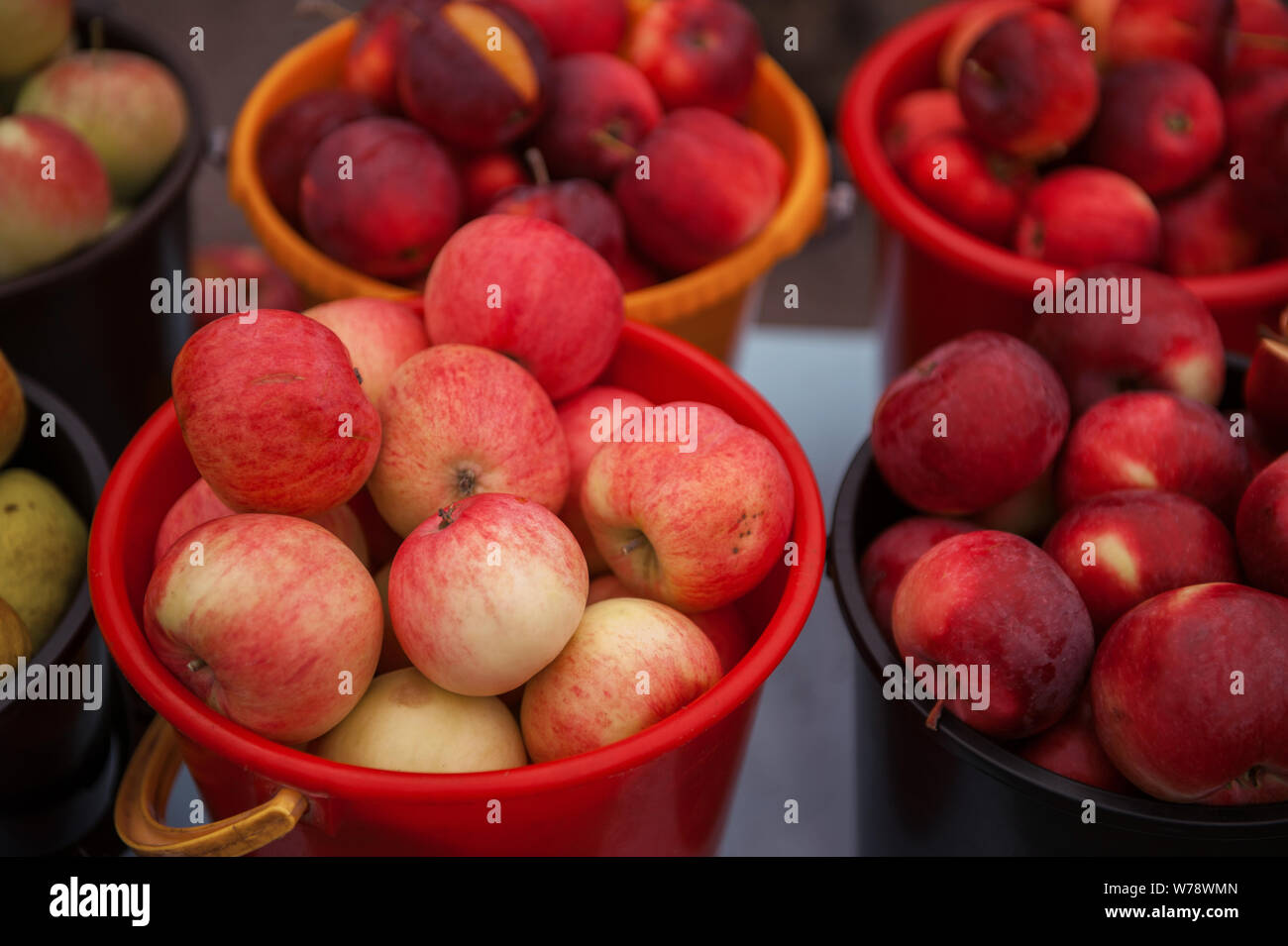 Apple tree bucket hi-res stock photography and images - Alamy