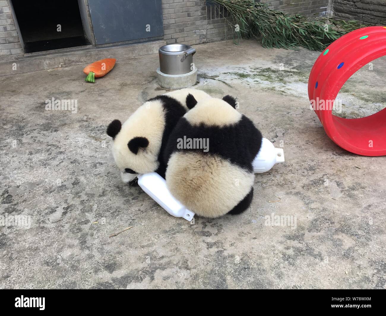 Giant pandas play with candy-like toys at a base of China Conservation ...