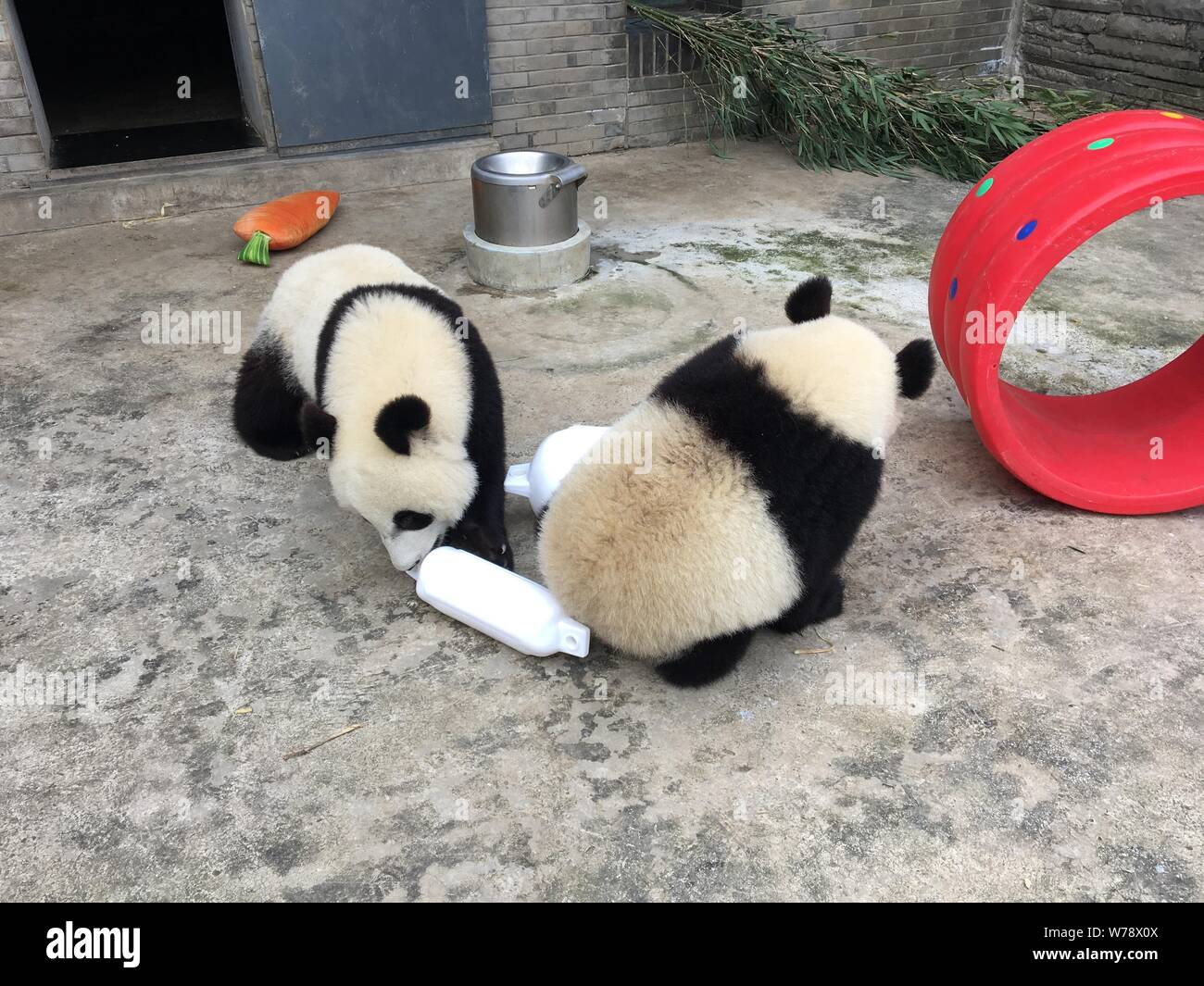 Giant pandas play with candy-like toys at a base of China Conservation ...