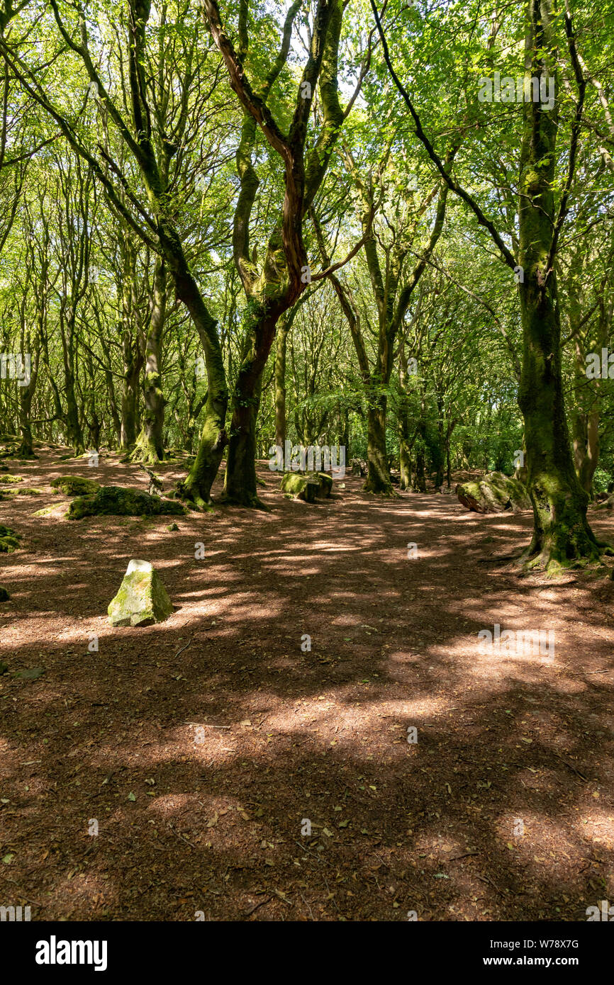 Barna woods galway hi-res stock photography and images - Alamy