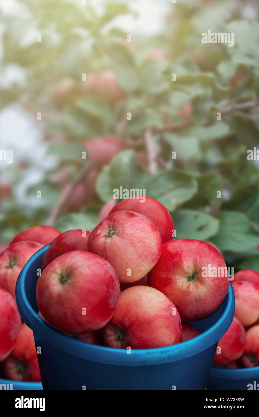 Apple tree with apples Stock Photo - Alamy