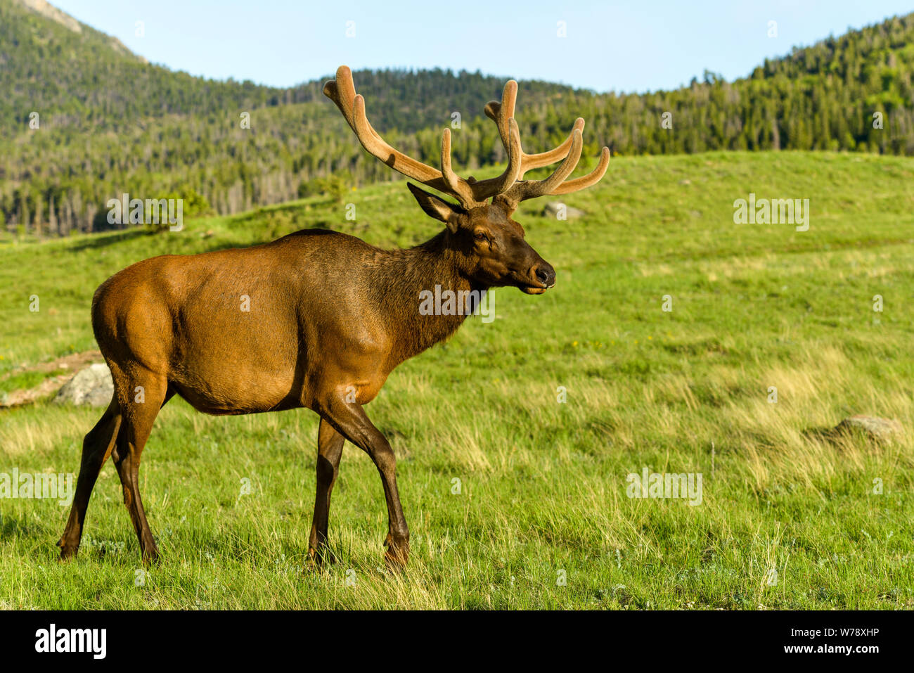 Young bull elk standing on hi-res stock photography and images - Alamy