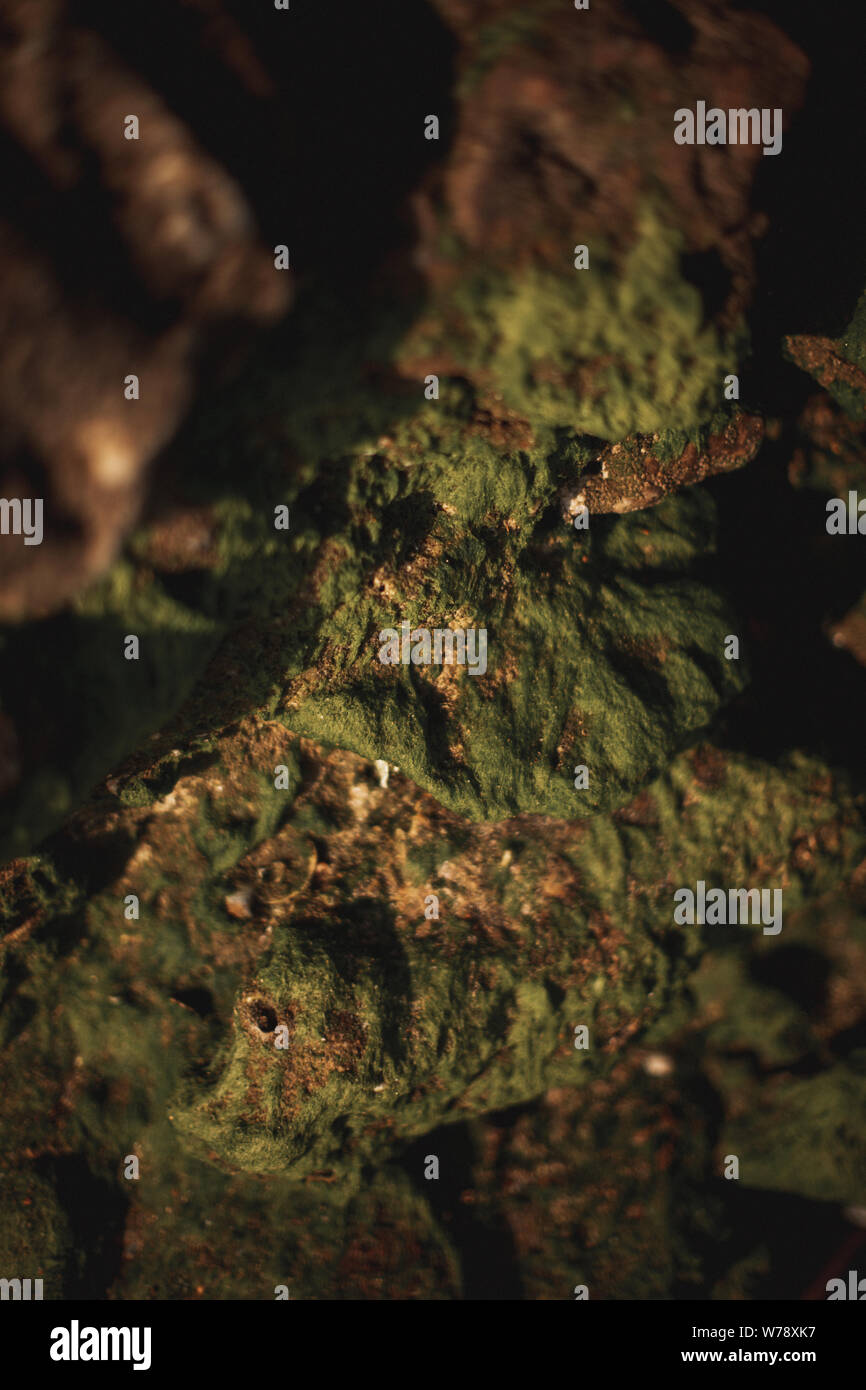 Sea structure hi-res stock photography and images - Alamy