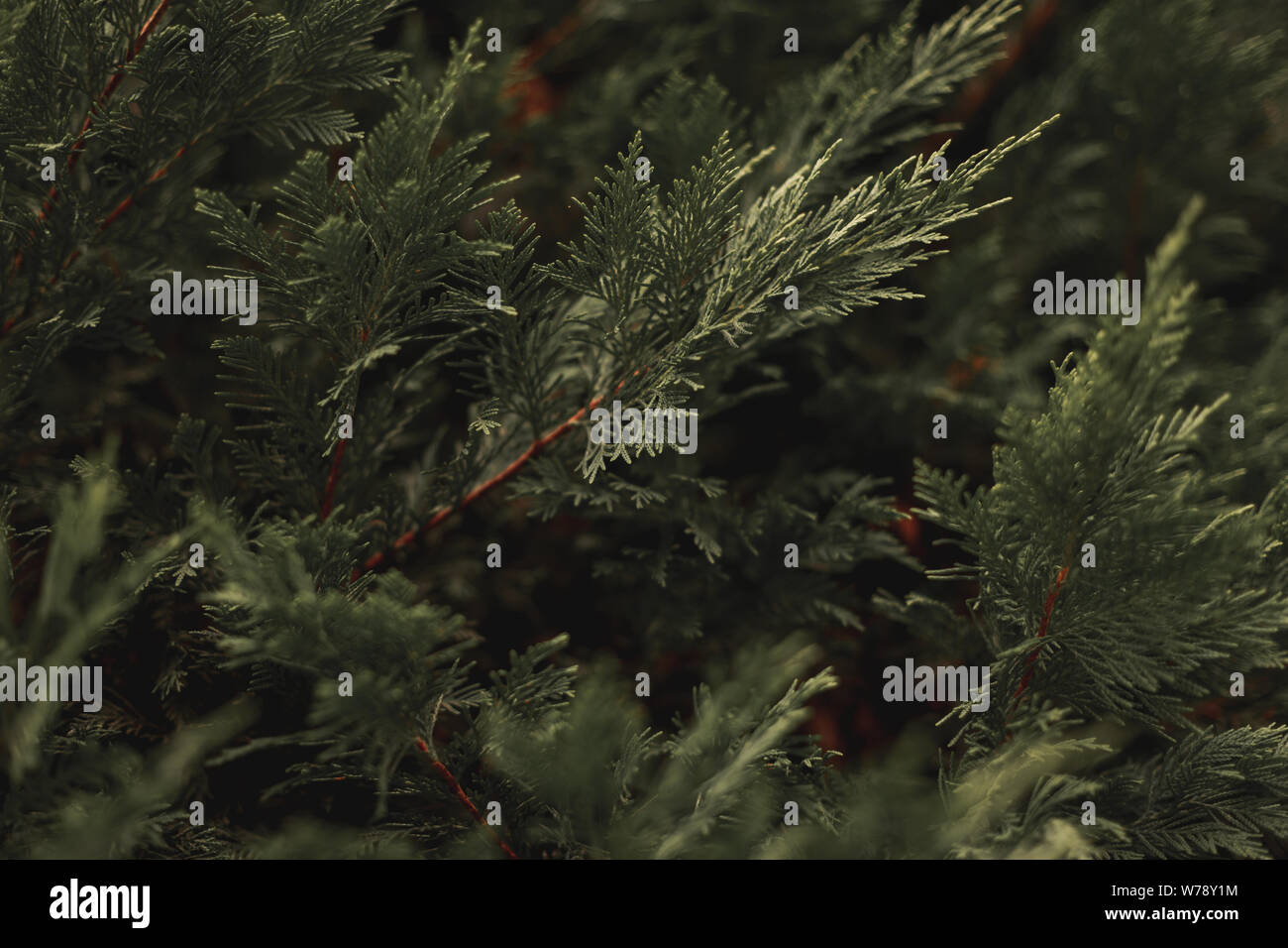 Back ground of a lot of fir tree leaves with a moody and soft light ...