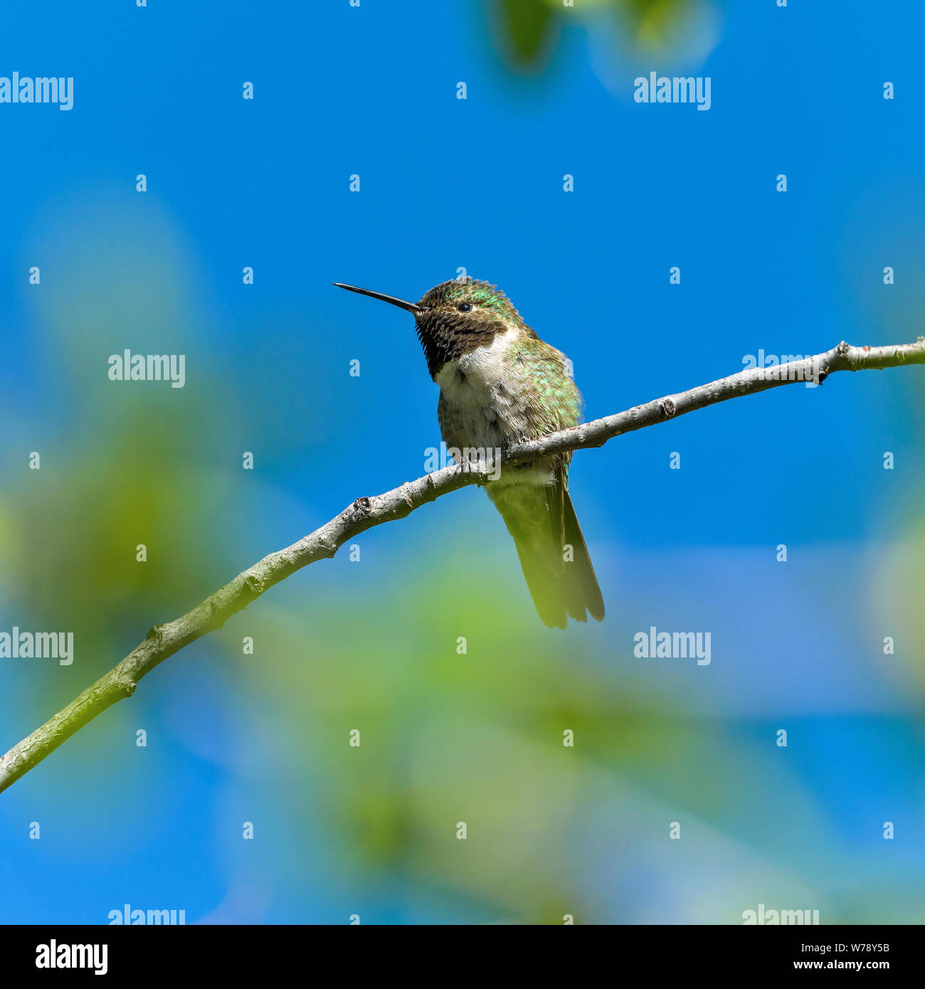 Spring Hummingbird - A tiny cute male Broad-tailed Hummingbird, with ...