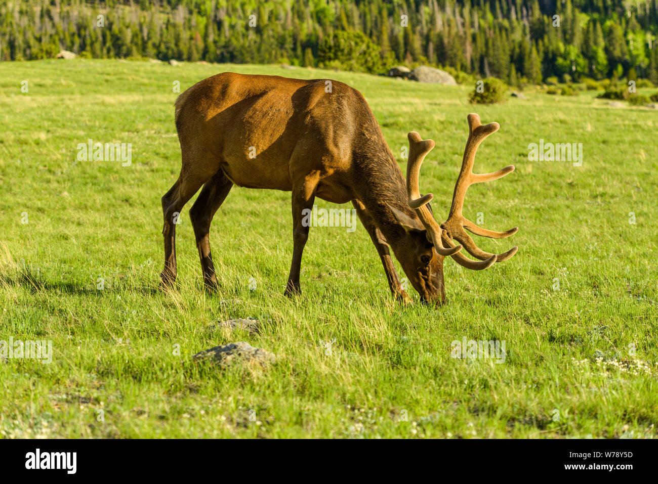 Bull elk full body hi-res stock photography and images - Alamy