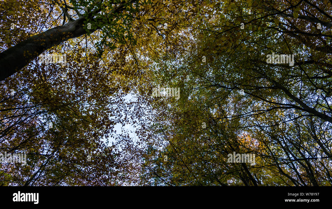 tree tops in autumn Stock Photo - Alamy
