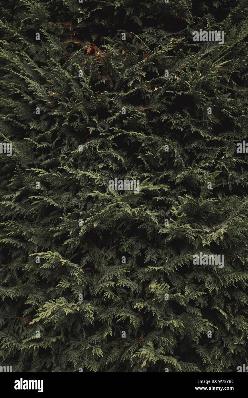 Back ground of a lot of fir tree leaves with a moody and soft light ...