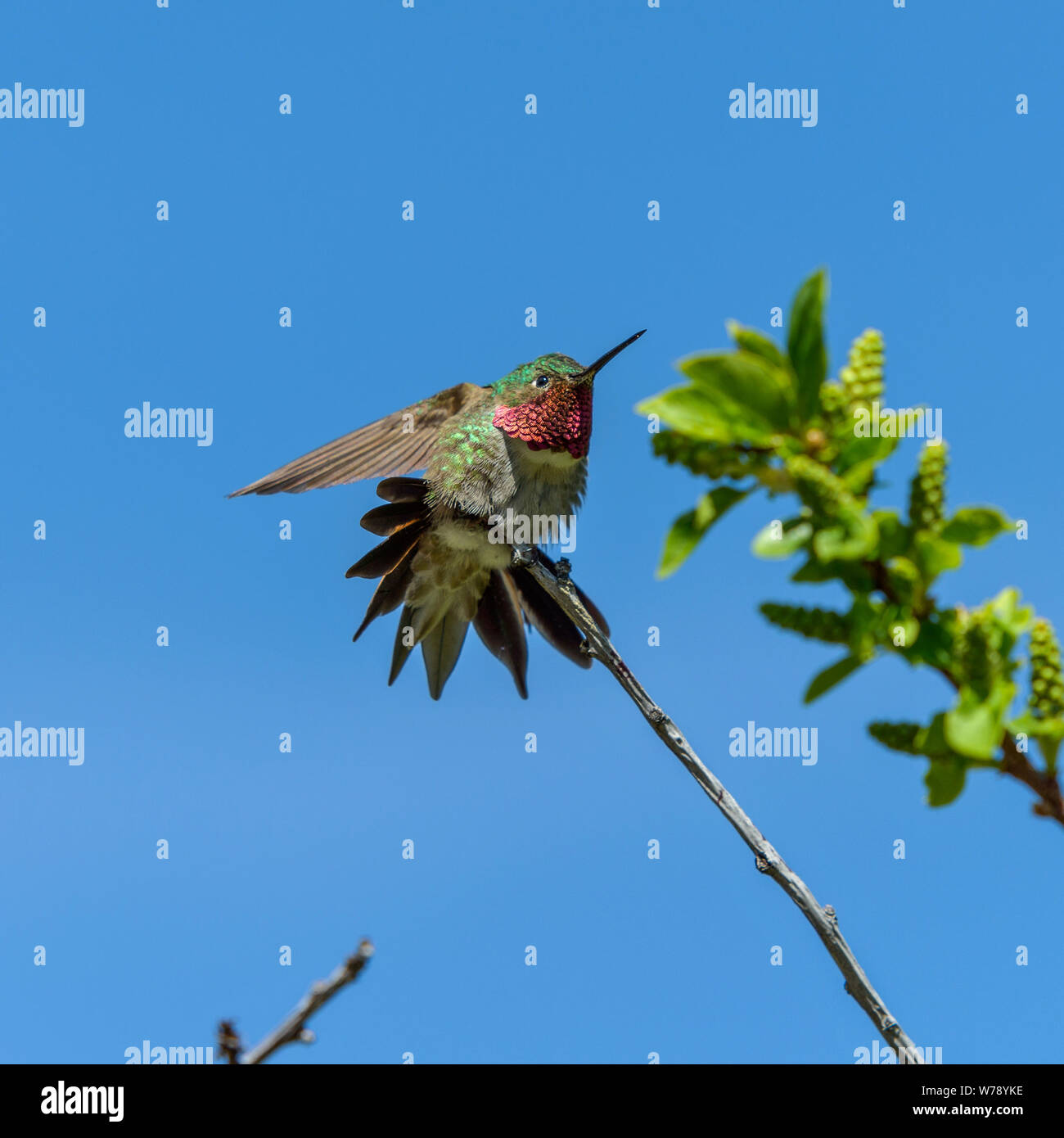Broad-tailed Hummingbird - A front low-angle view of a male Broad ...