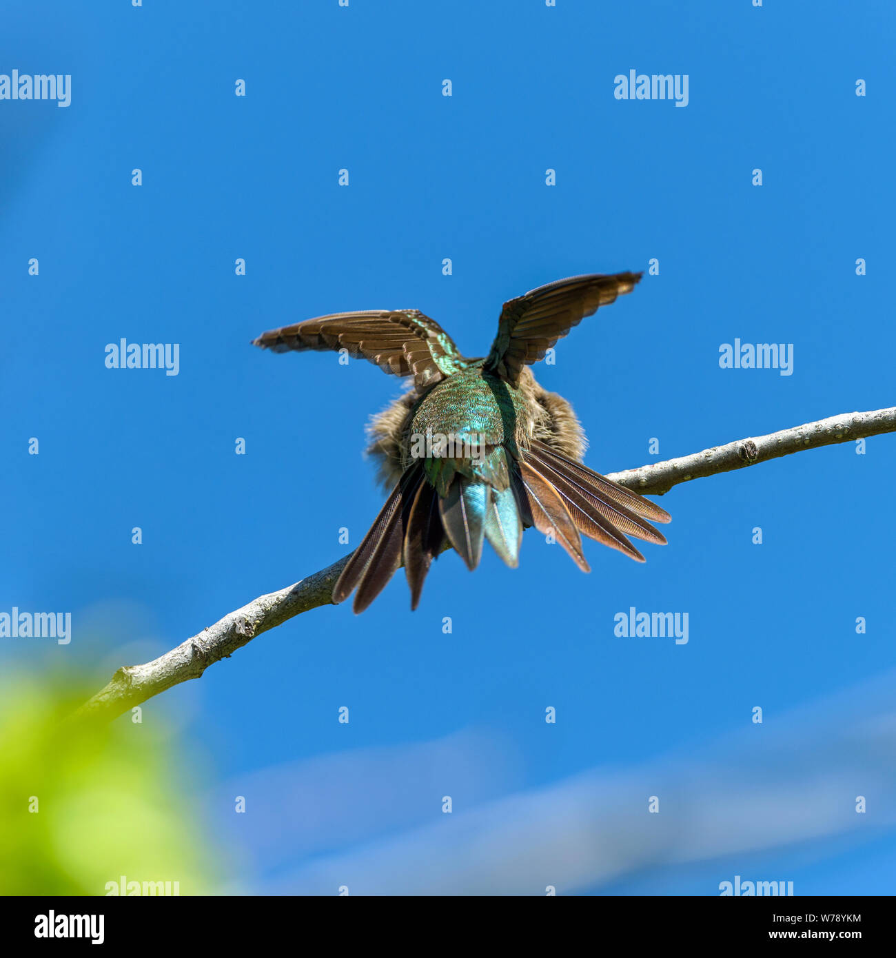 Broad-tailed Hummingbird - A rear low-angle view of a male Broad-tailed ...