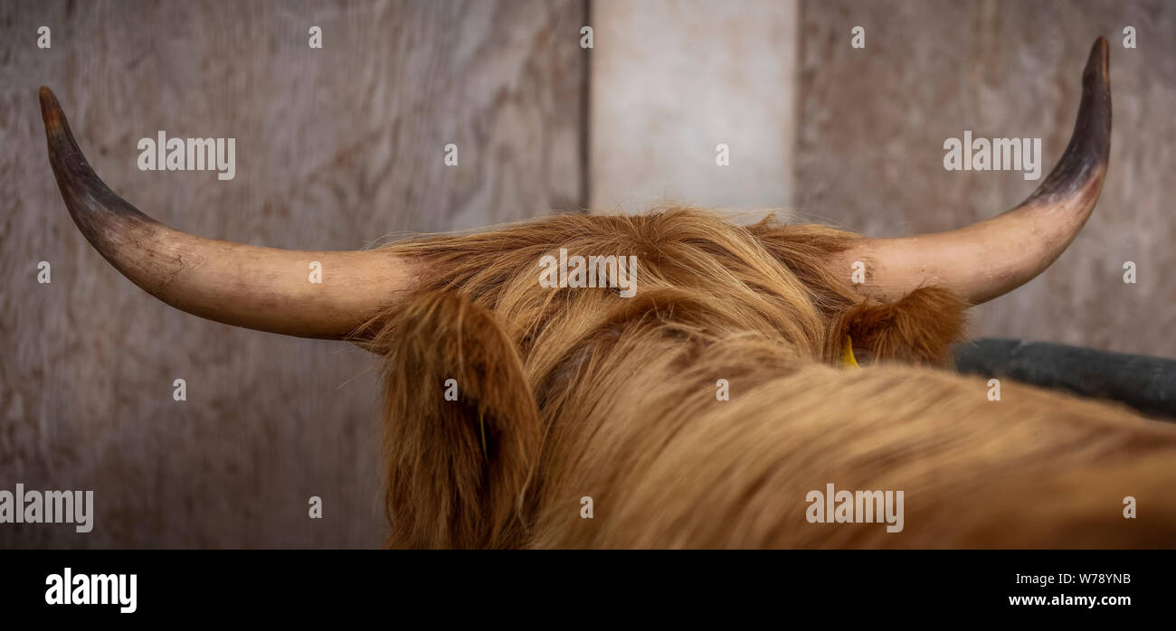 Highland Cattle Horns Stock Photo - Alamy