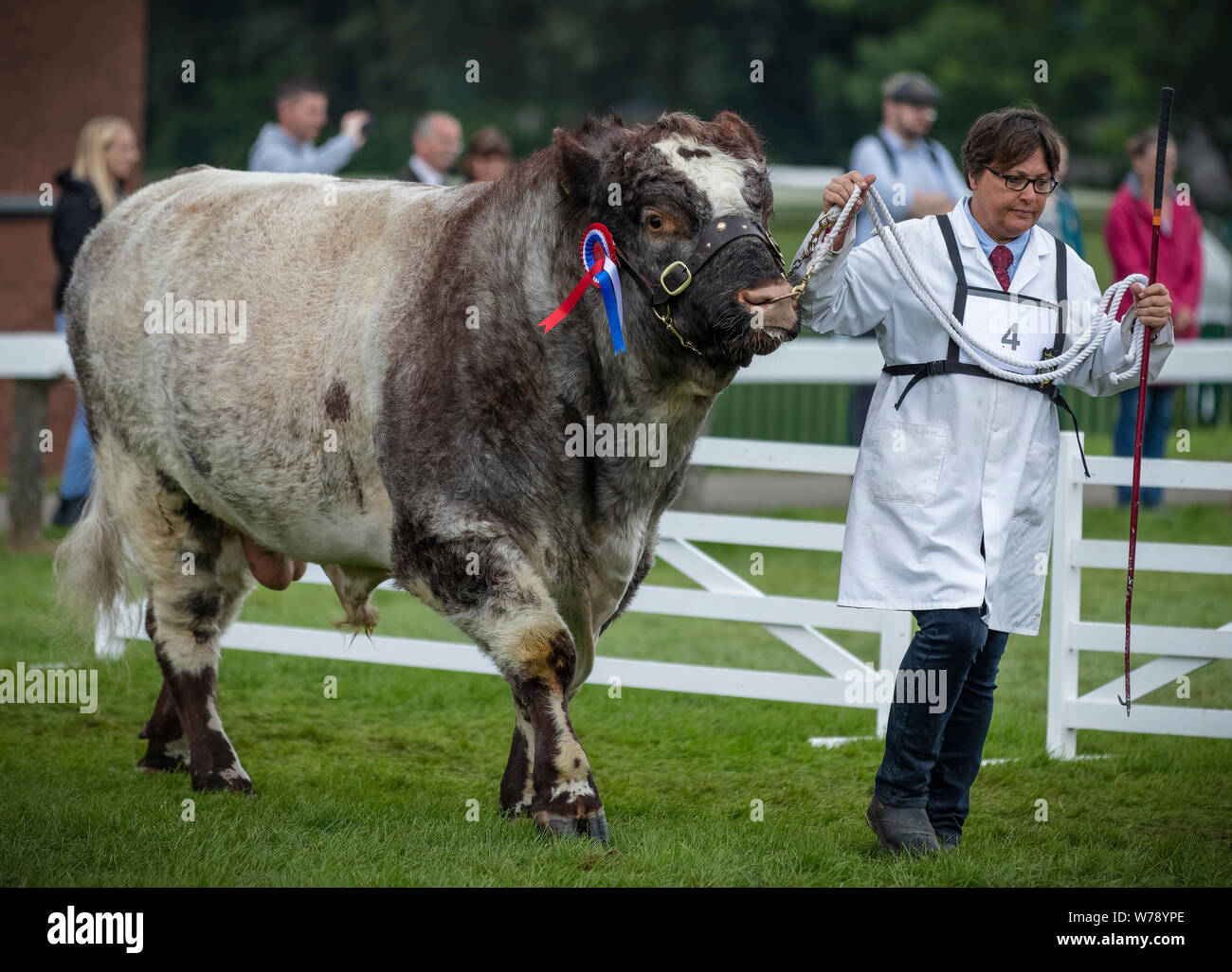Shorthorn bull hi-res stock photography and images - Alamy
