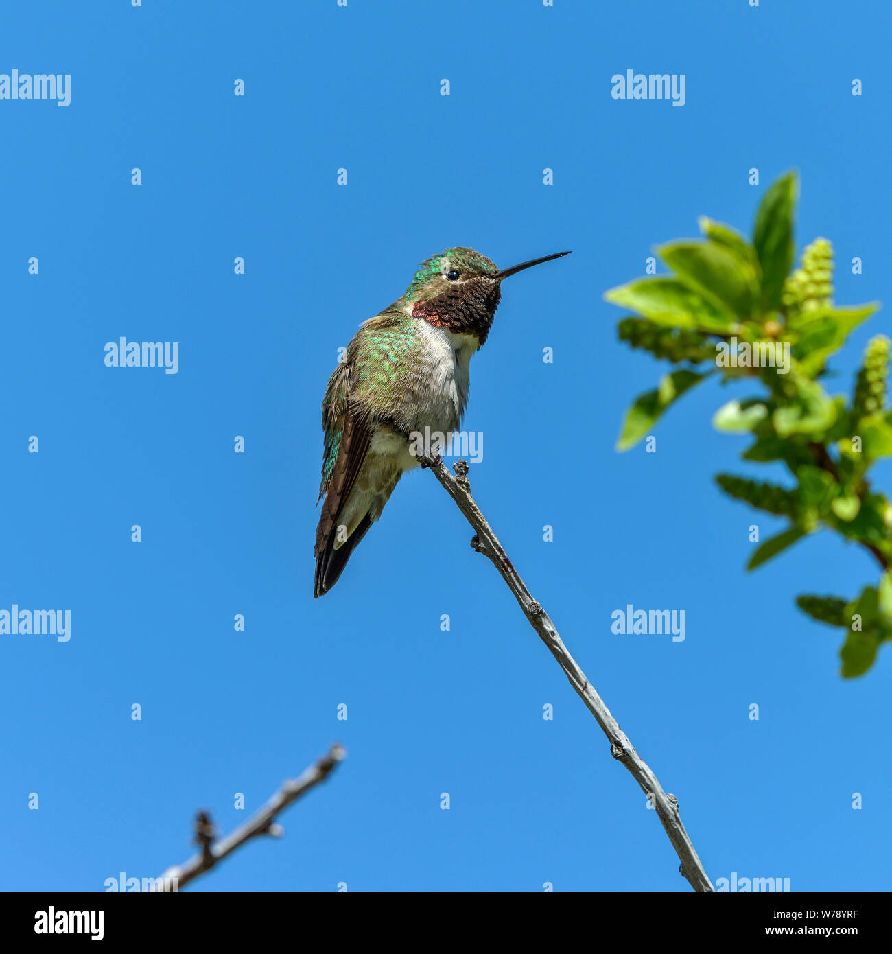 Hummingbird - A side low-angle view of a cute male Broad-tailed ...
