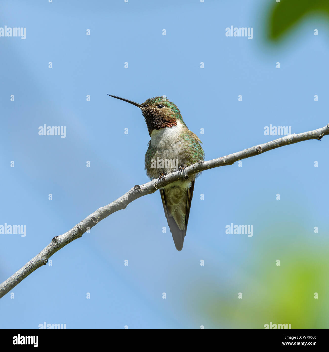 Mountain Hummingbird - A front close-up view of a cute male Broad ...
