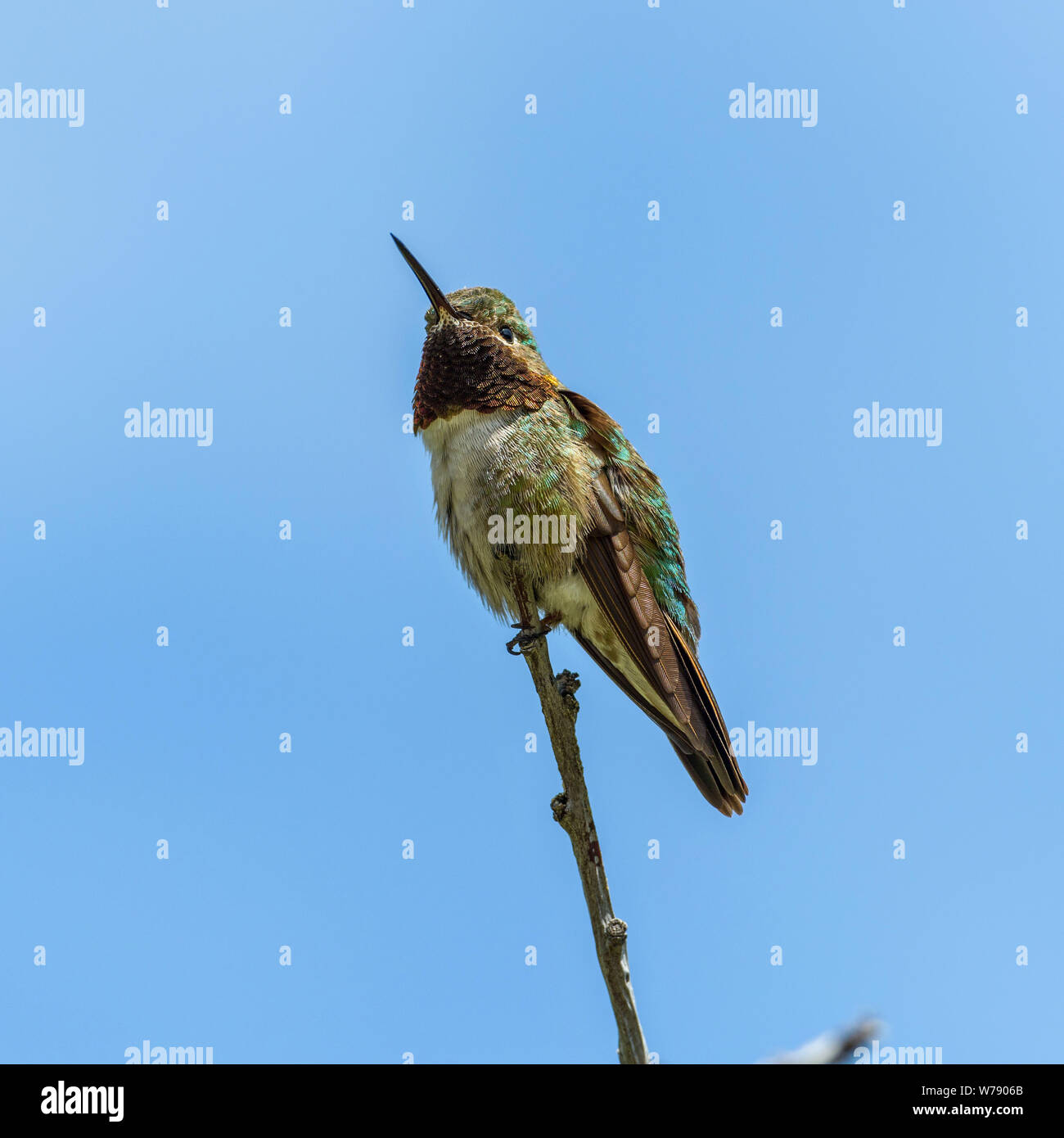 Blue green hummingbird hi-res stock photography and images - Alamy