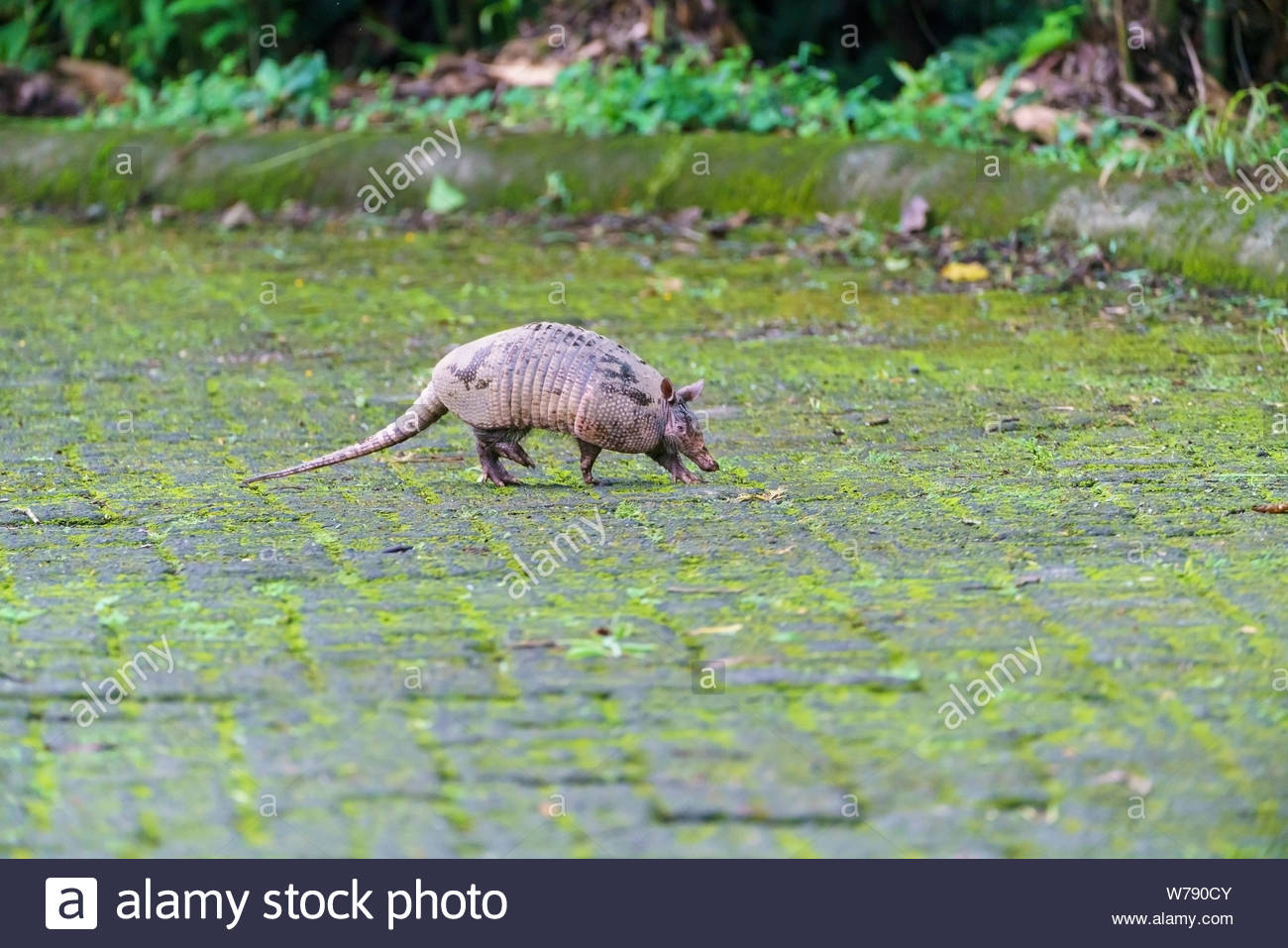 Dasypodidae High Resolution Stock Photography and Images - Alamy