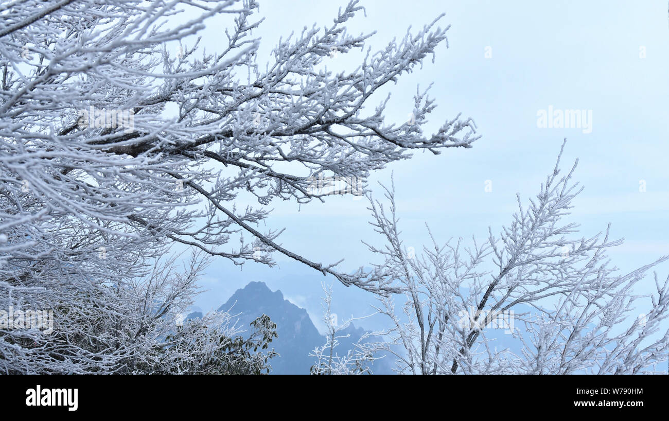 View of rime-covered trees on Tianmen Mountain (or Tianmenshan Mountain ...
