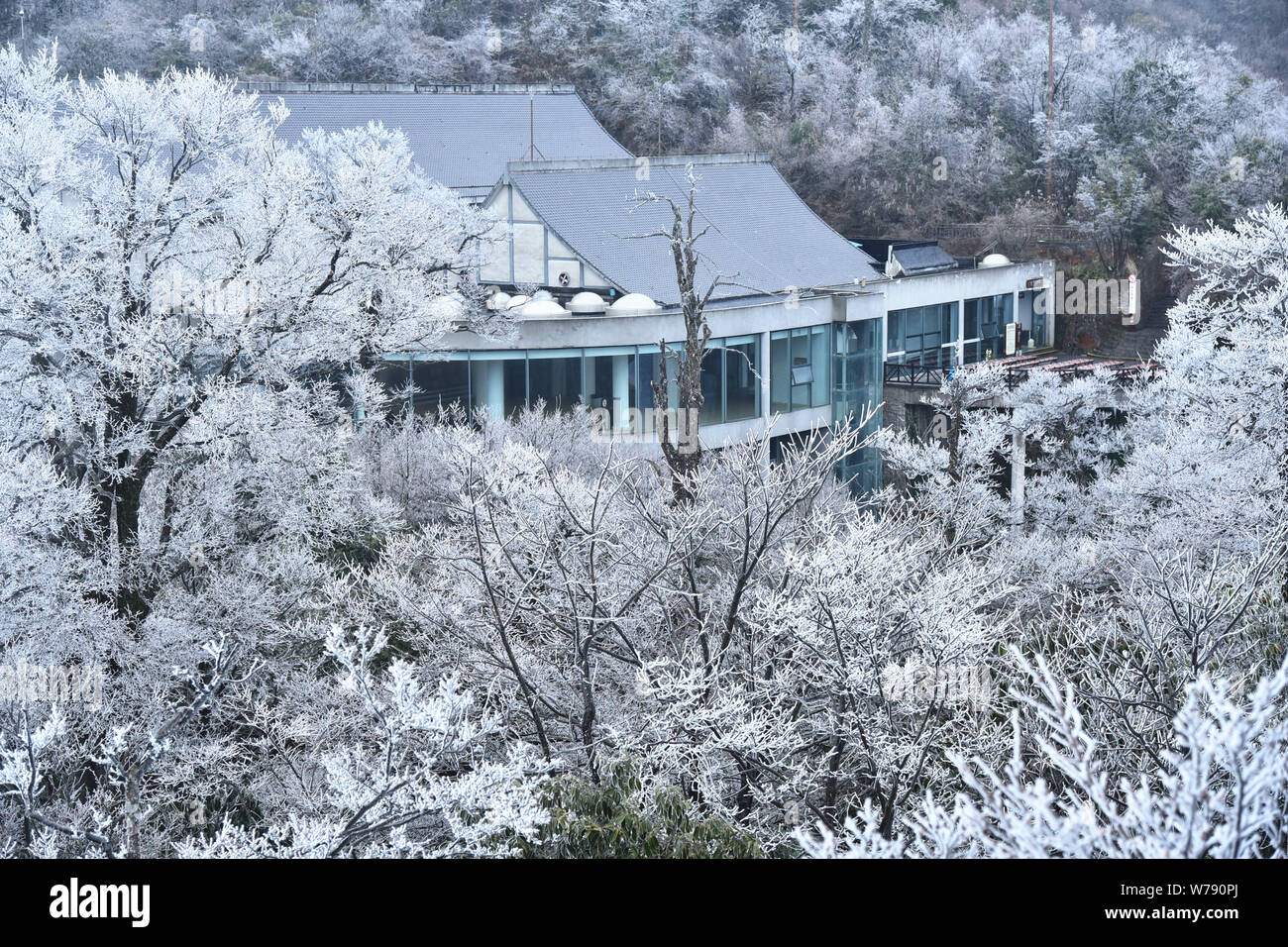 View of rime-covered trees on Tianmen Mountain (or Tianmenshan Mountain ...