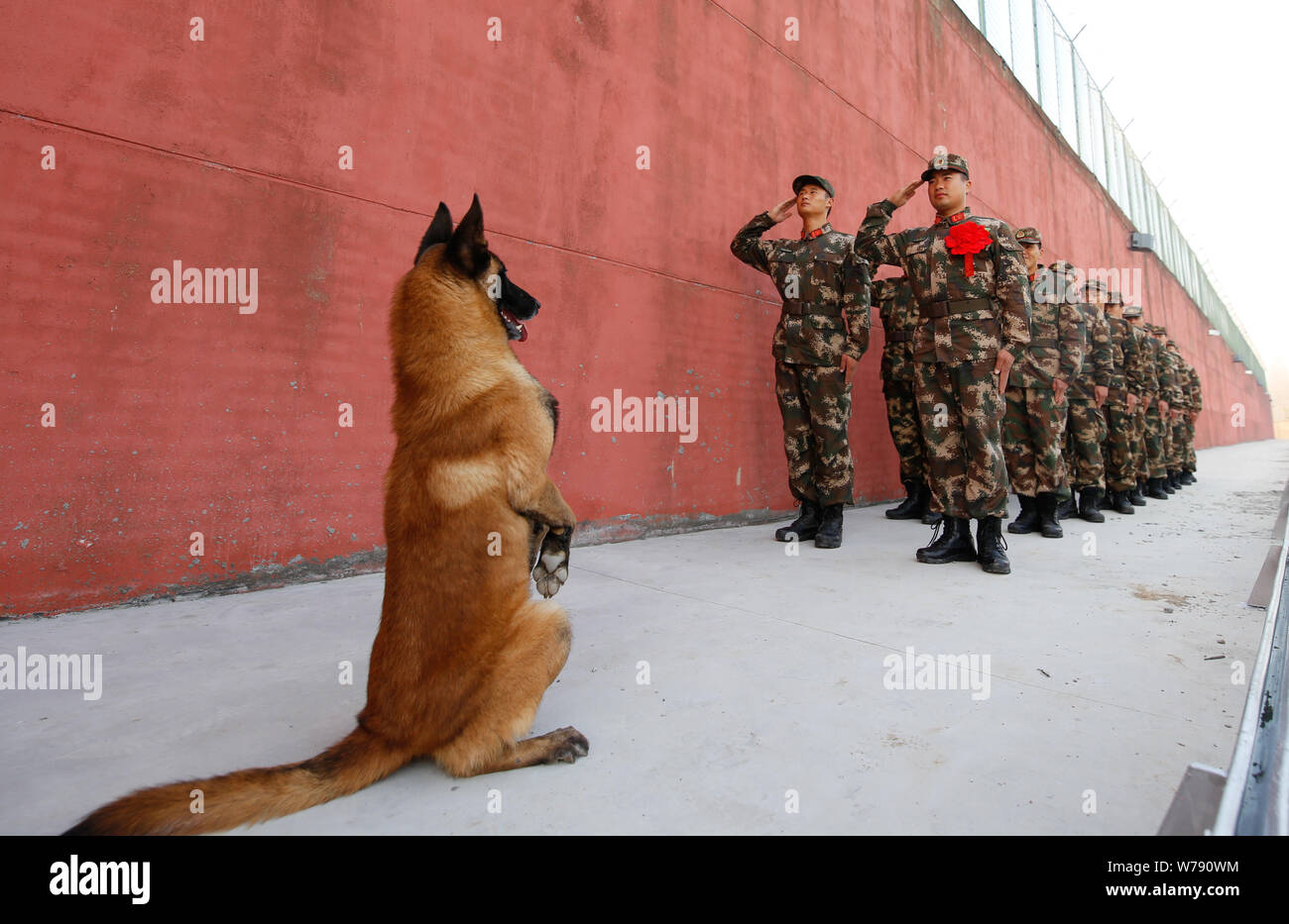 The military trained dog Duoduo holds up its front legs for over ten ...