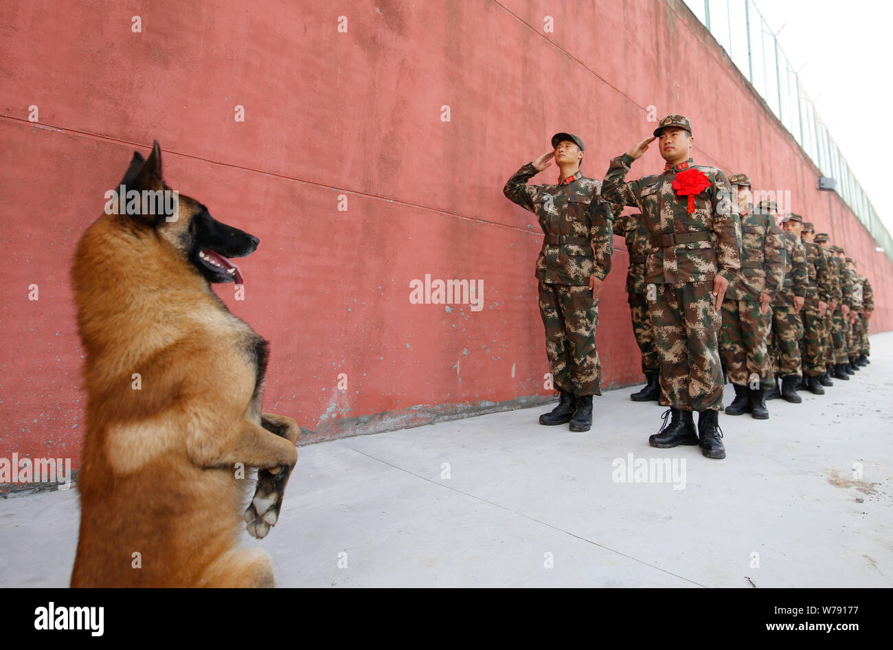 The military trained dog Duoduo holds up its front legs for over ten ...