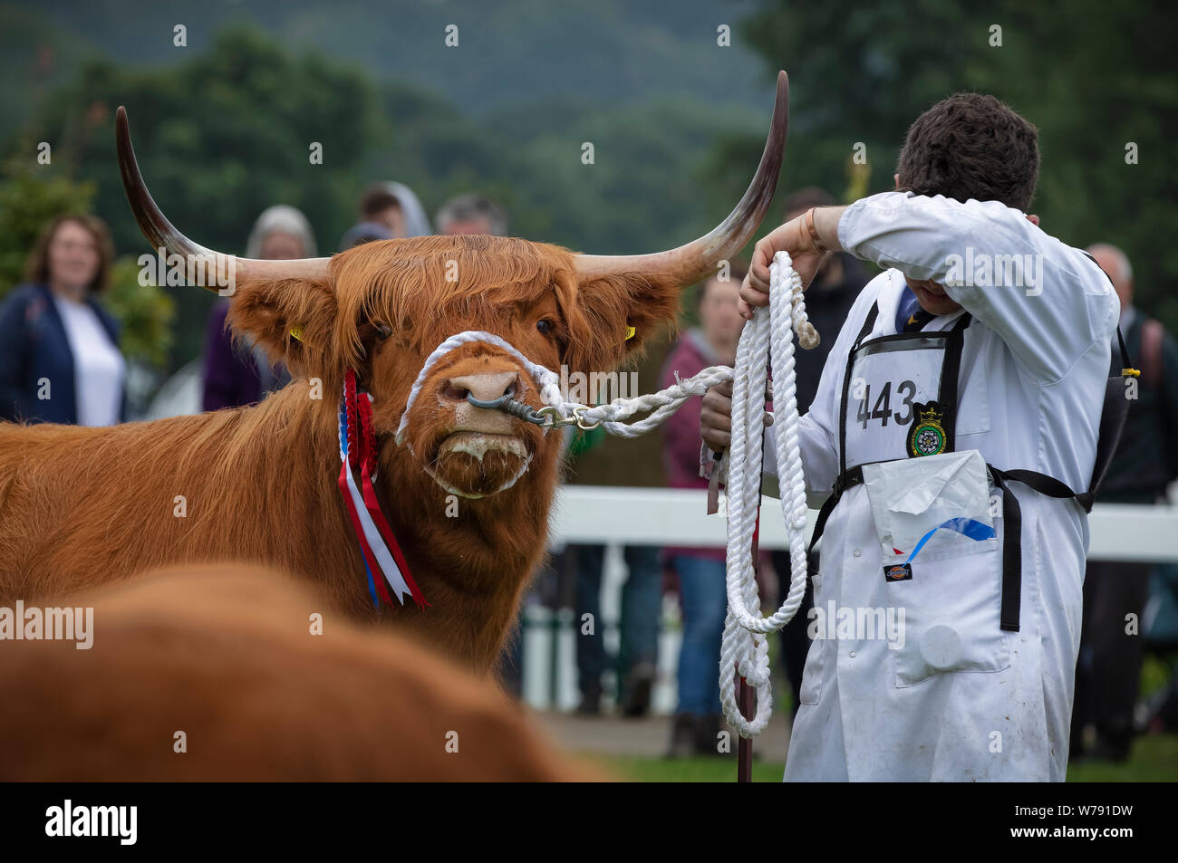Highland Cow at the Great Yorkshire Show Stock Photo - Alamy