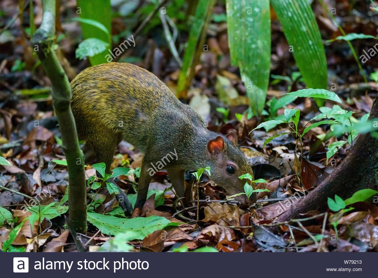 Central American Agouti High Resolution Stock Photography and Images ...