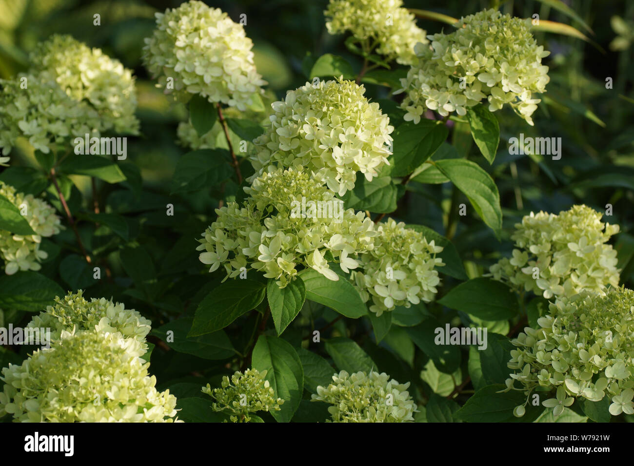 Hydrangea paniculata Little Lime blooms in the garden. Flower hydrangea ...