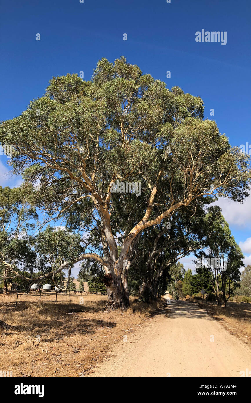 A Huge Gum Tree in Australia Stock Photo - Alamy