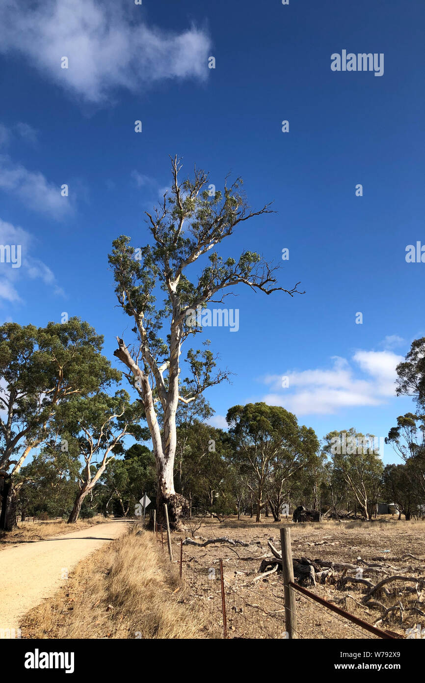 A Huge Gum Tree in south Australia Stock Photo - Alamy