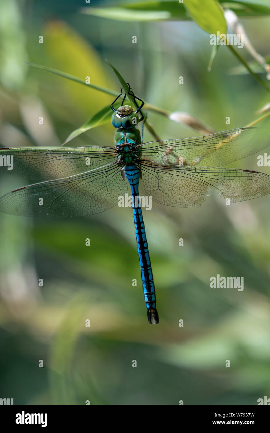 Anax imperator eyes hi-res stock photography and images - Alamy