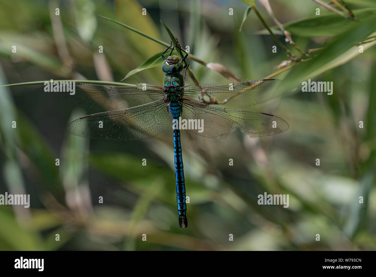 Anax imperator eyes hi-res stock photography and images - Alamy