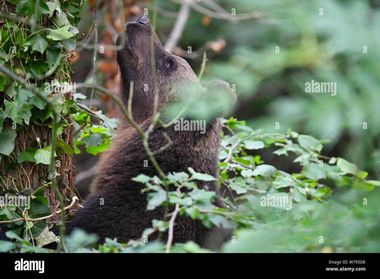 Bristol zoo project hi-res stock photography and images - Alamy
