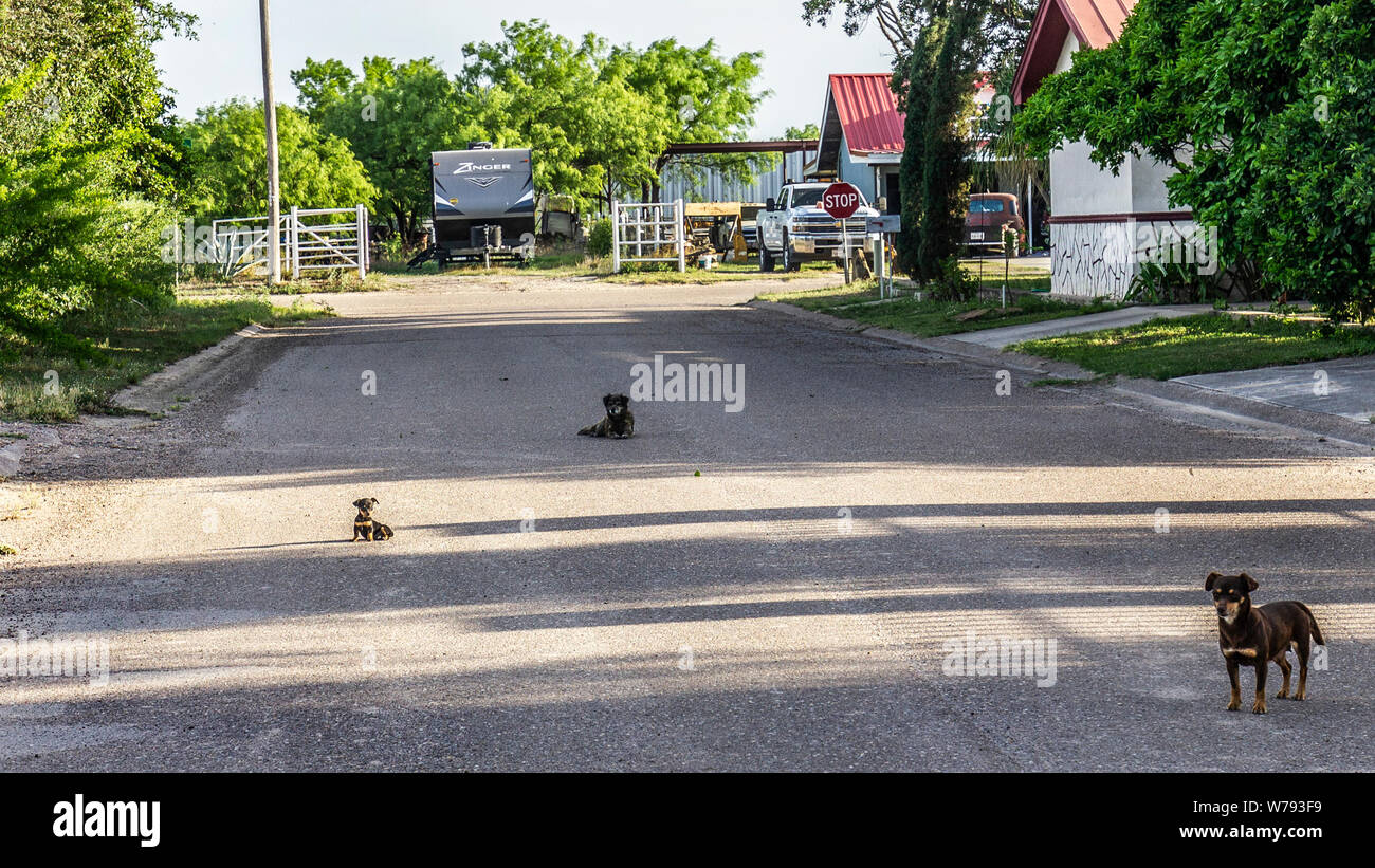 Community strays hi-res stock photography and images - Alamy