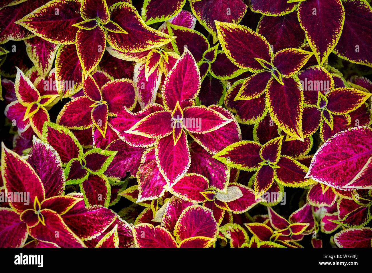 Decorative Coleus Flower Foliage Background Stock Photo - Alamy
