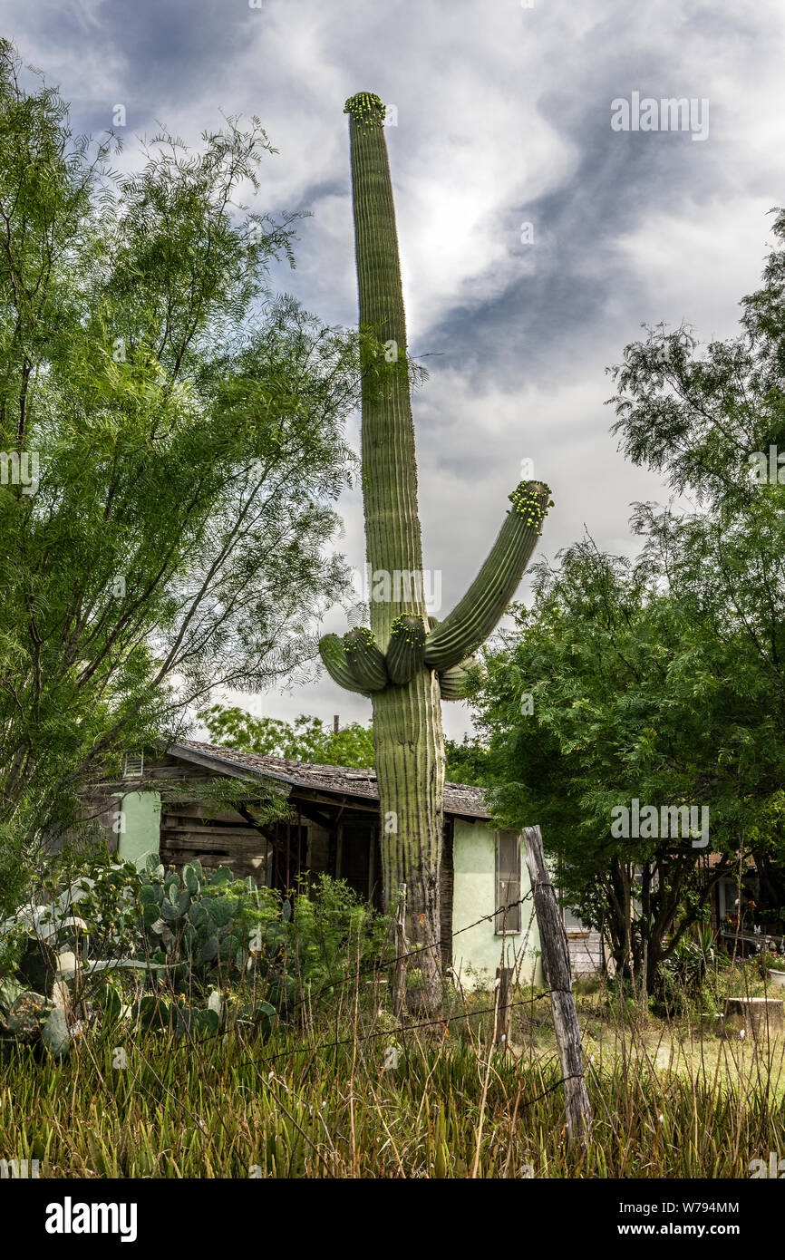 Giant Saguaro cactus, Zapata County, Texas, USA Stock Photo - Alamy