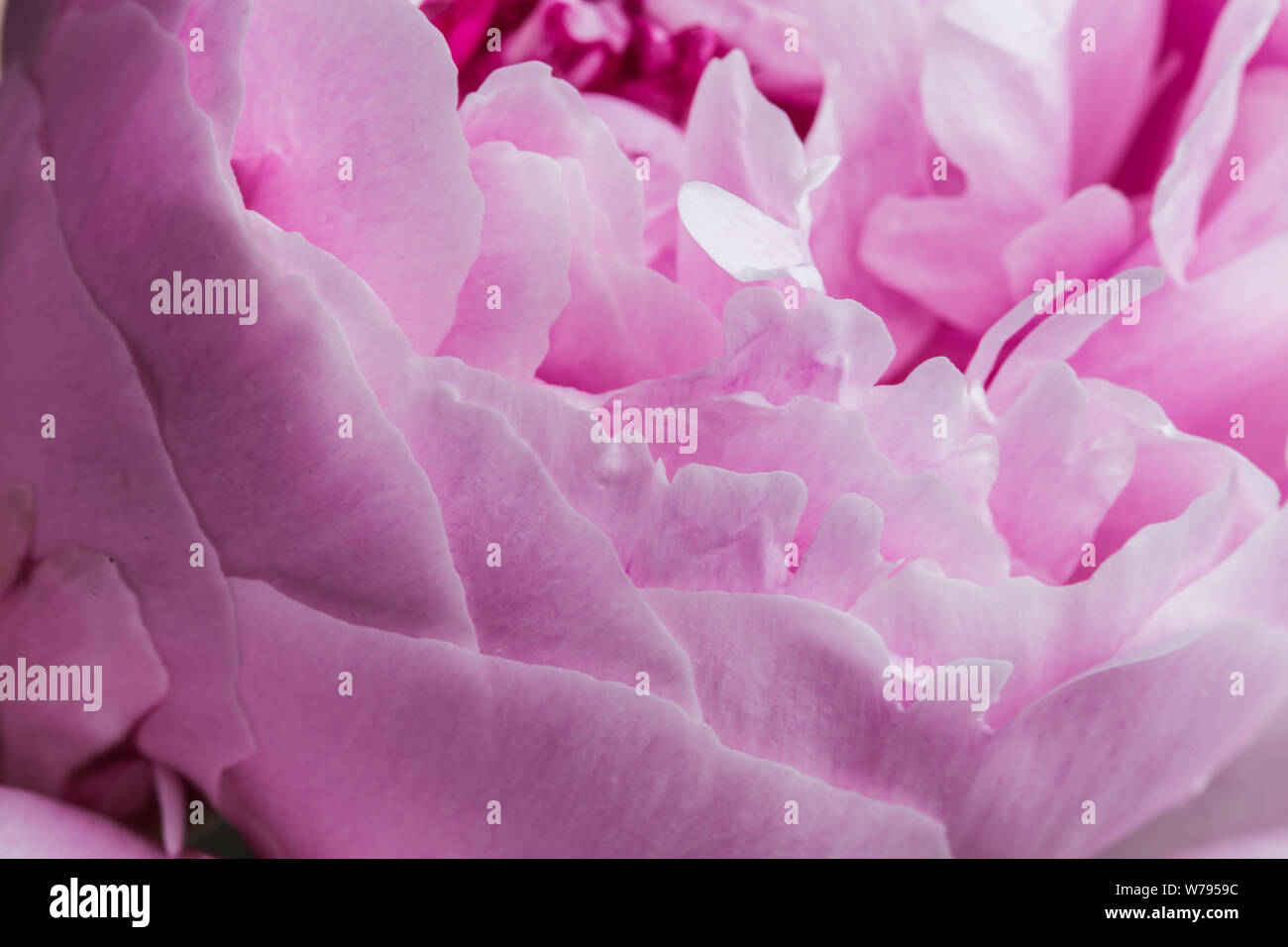 Smooth flower petals hi-res stock photography and images - Alamy