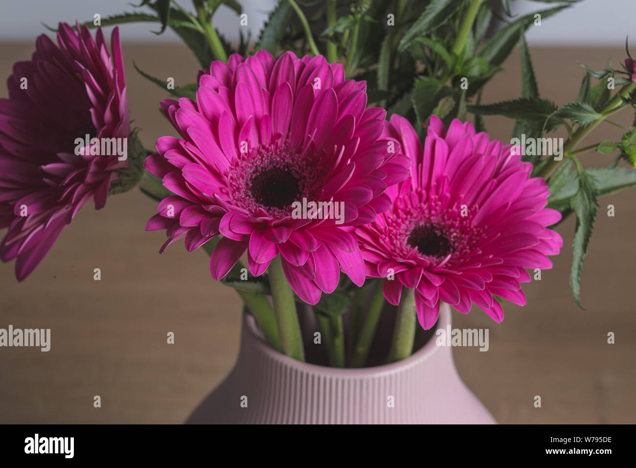Pink gerbere flower in bloom macro still Stock Photo - Alamy
