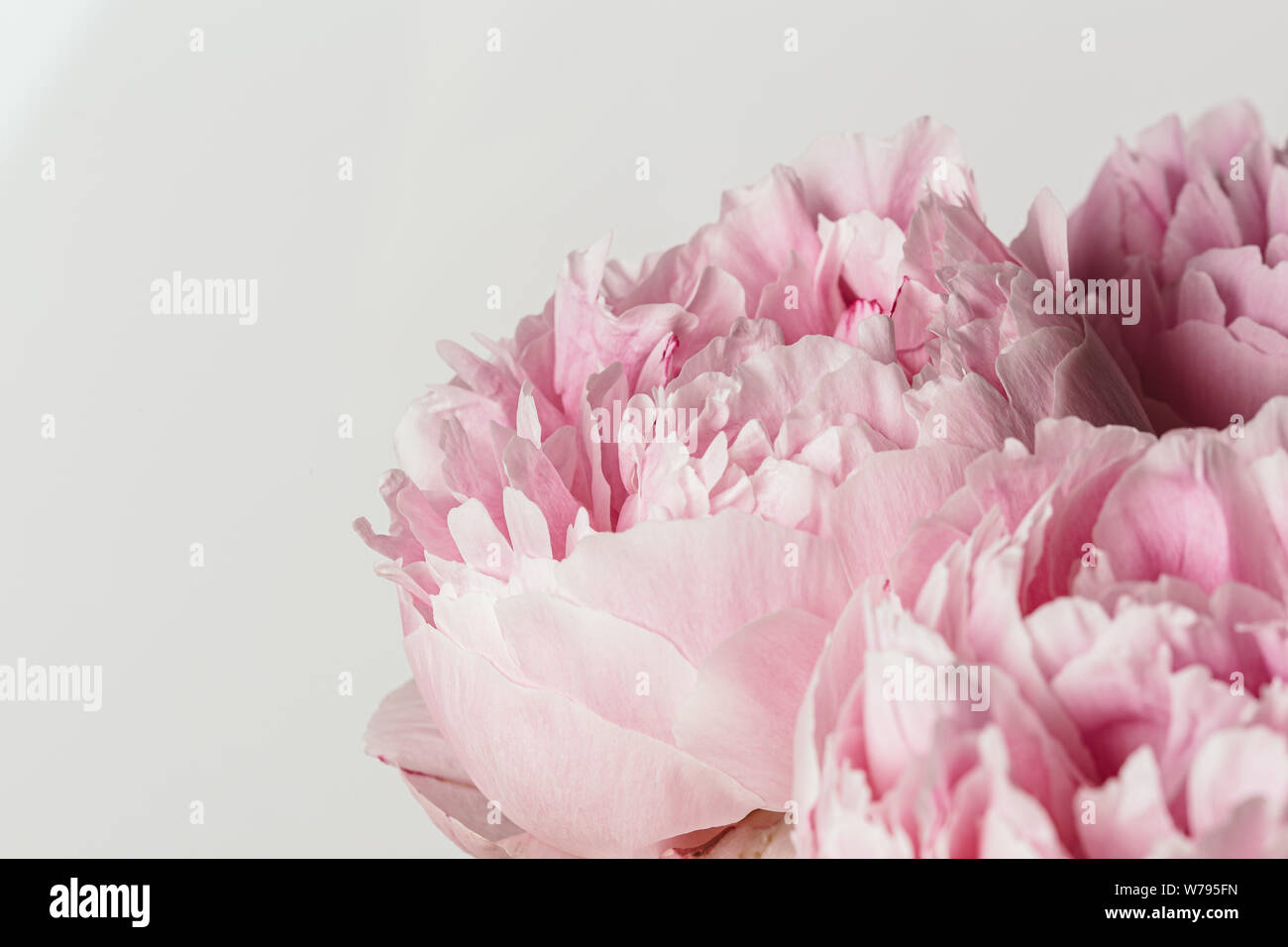 Pink peony flower in bloom close up still on a white background Stock ...