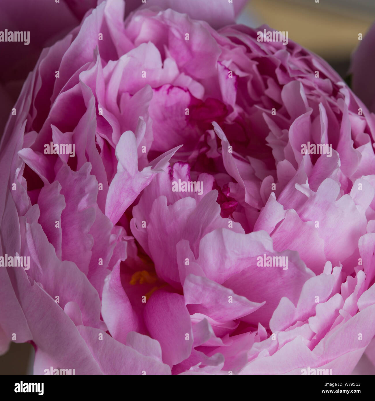 Pink peony flower in bloom close up still on a white background Stock ...