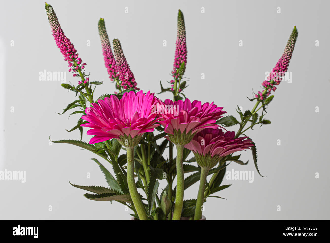 Pink Gerbere flower in bloom close up still Stock Photo - Alamy