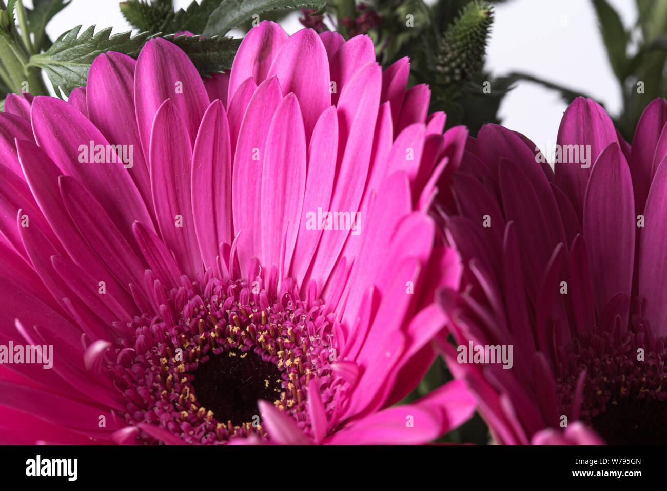Pink Gerbere flower in bloom close up still Stock Photo - Alamy
