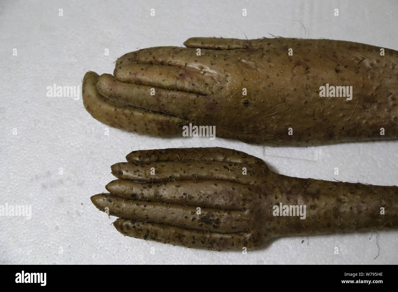 The strange Chinese yams featuring the shapes of a palm and a foot are ...