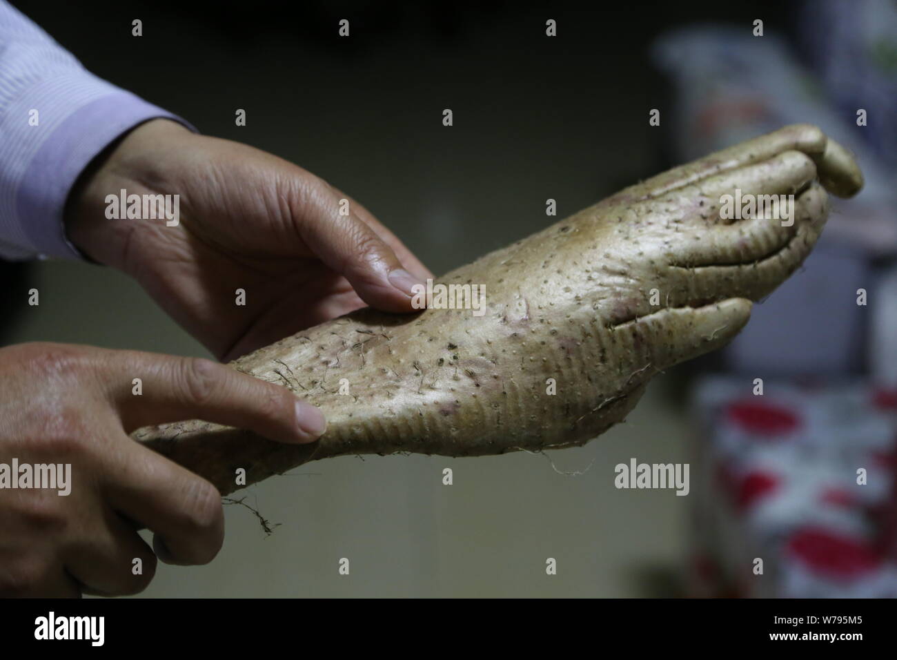 A farmer shows the strange Chinese yam featuring the shape of a foot in ...