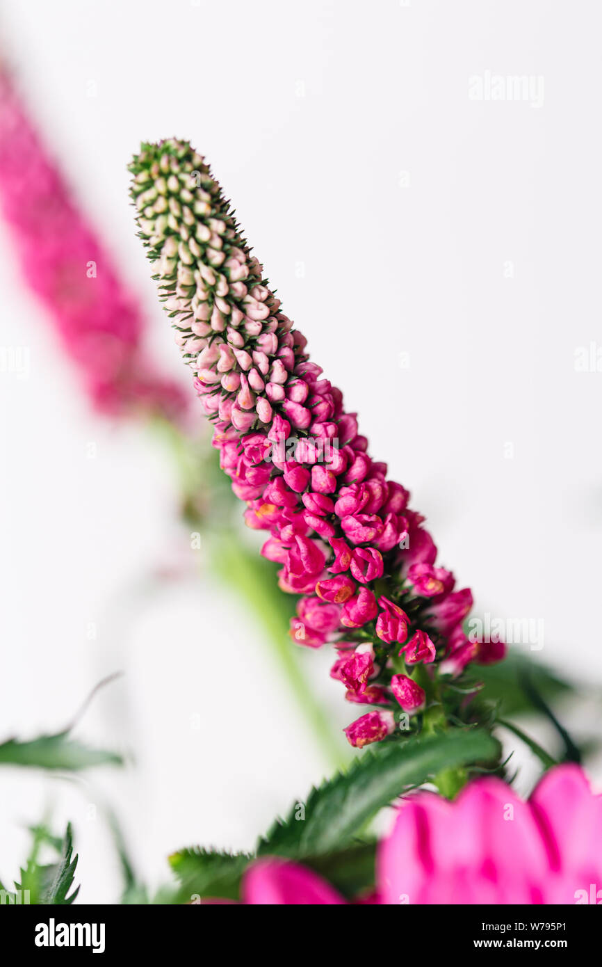 Pink herbert flowers on a green plant close up isolated on a white ...