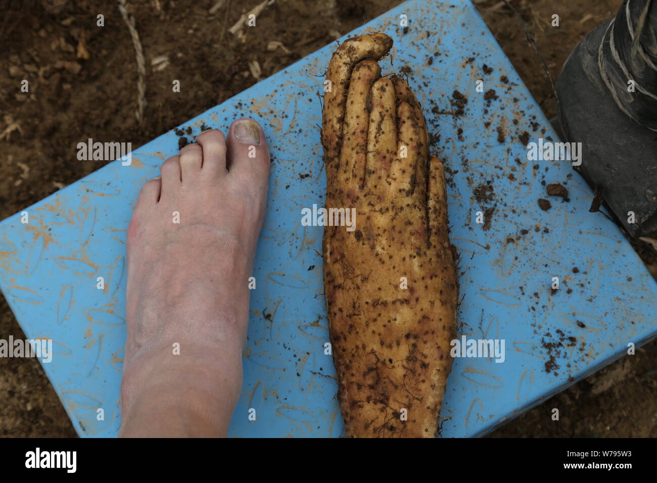 Chinese yam hi-res stock photography and images - Alamy
