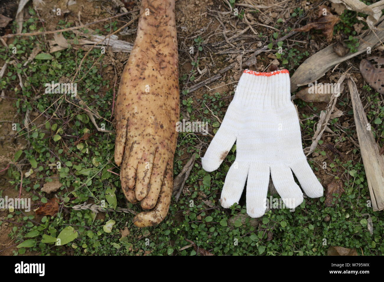 --FILE--A strange Chinese yam featuring the shape of a foot is seen in ...