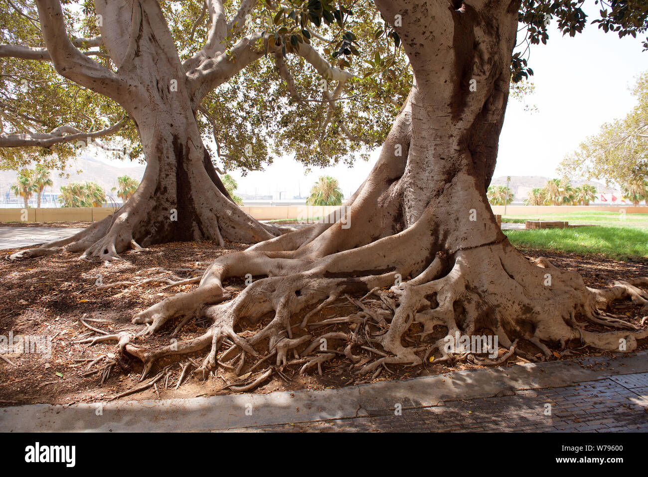 Roots of old trees Stock Photo - Alamy